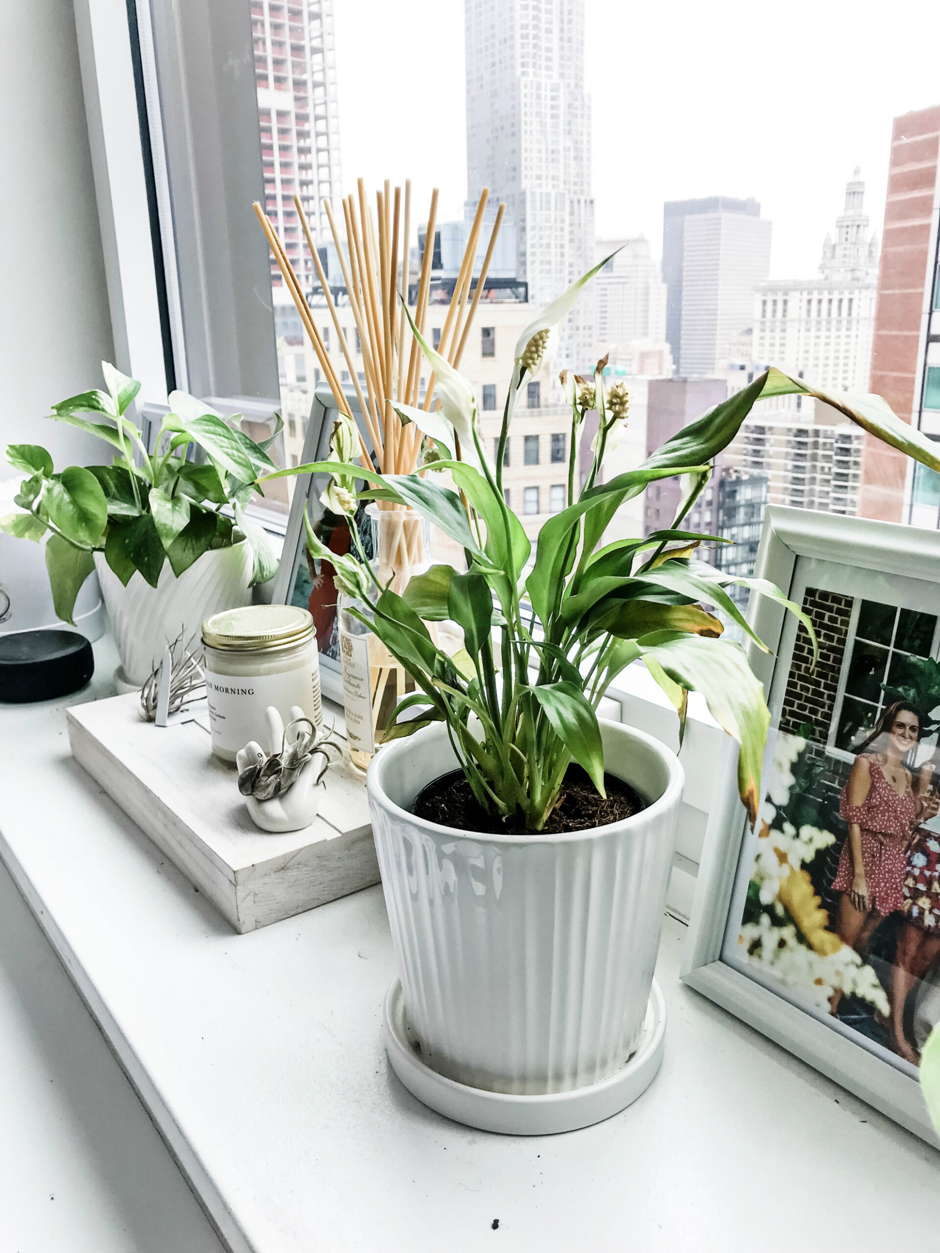 My Current Indoor Garden + Favorite Plant Care Products