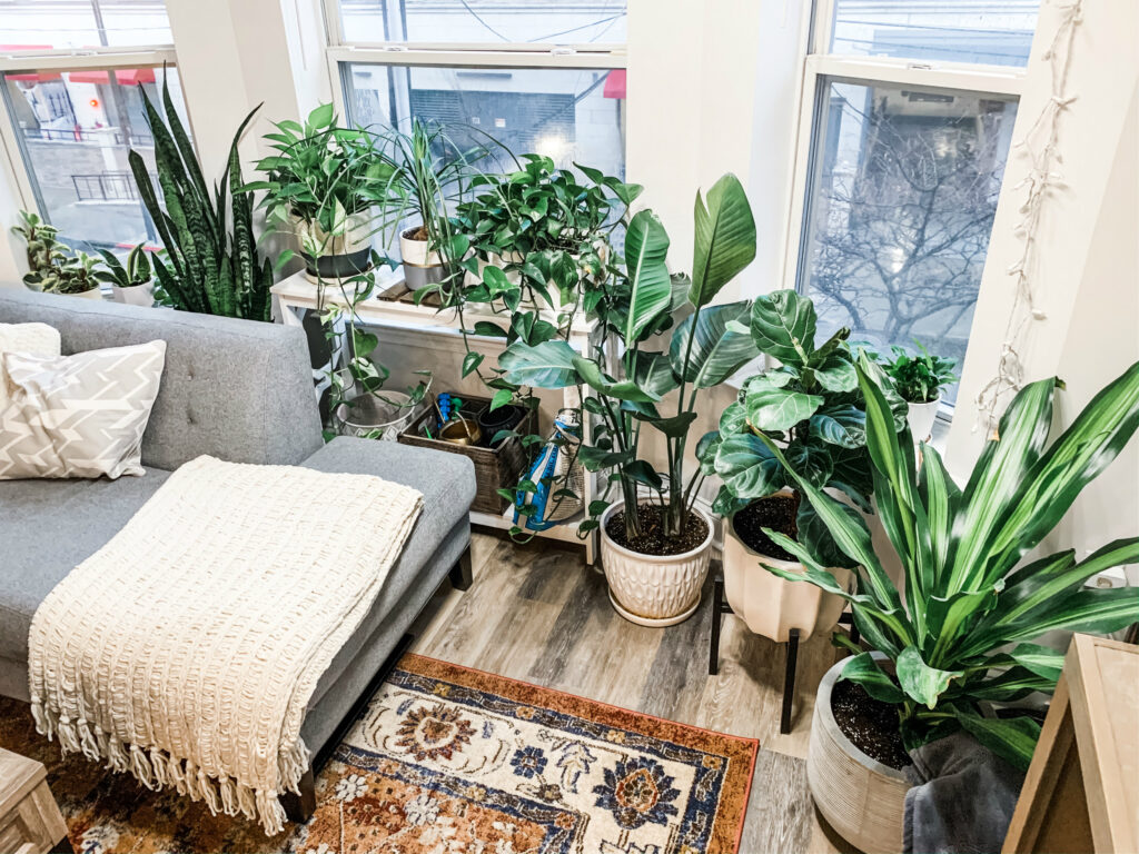 Welcome To The Jungle | Meet Our Indoor Plants