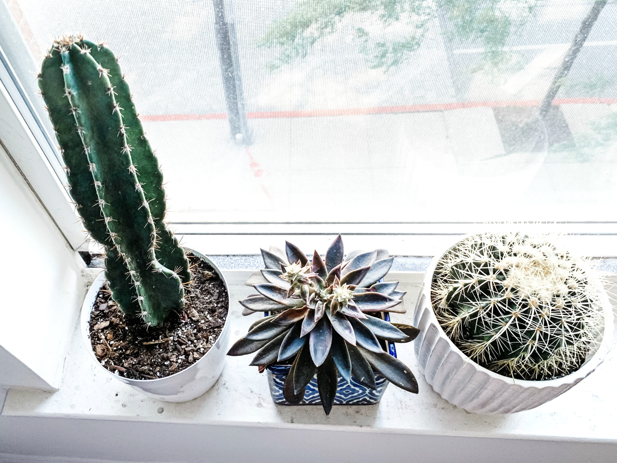 Best Care Tips For Cactus + Succulent Plants