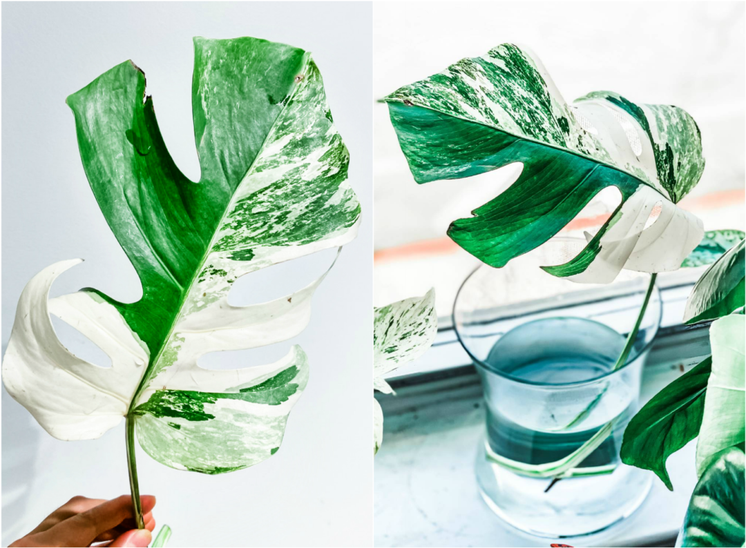 Beginner's Guide to Plant Propagation: Part One