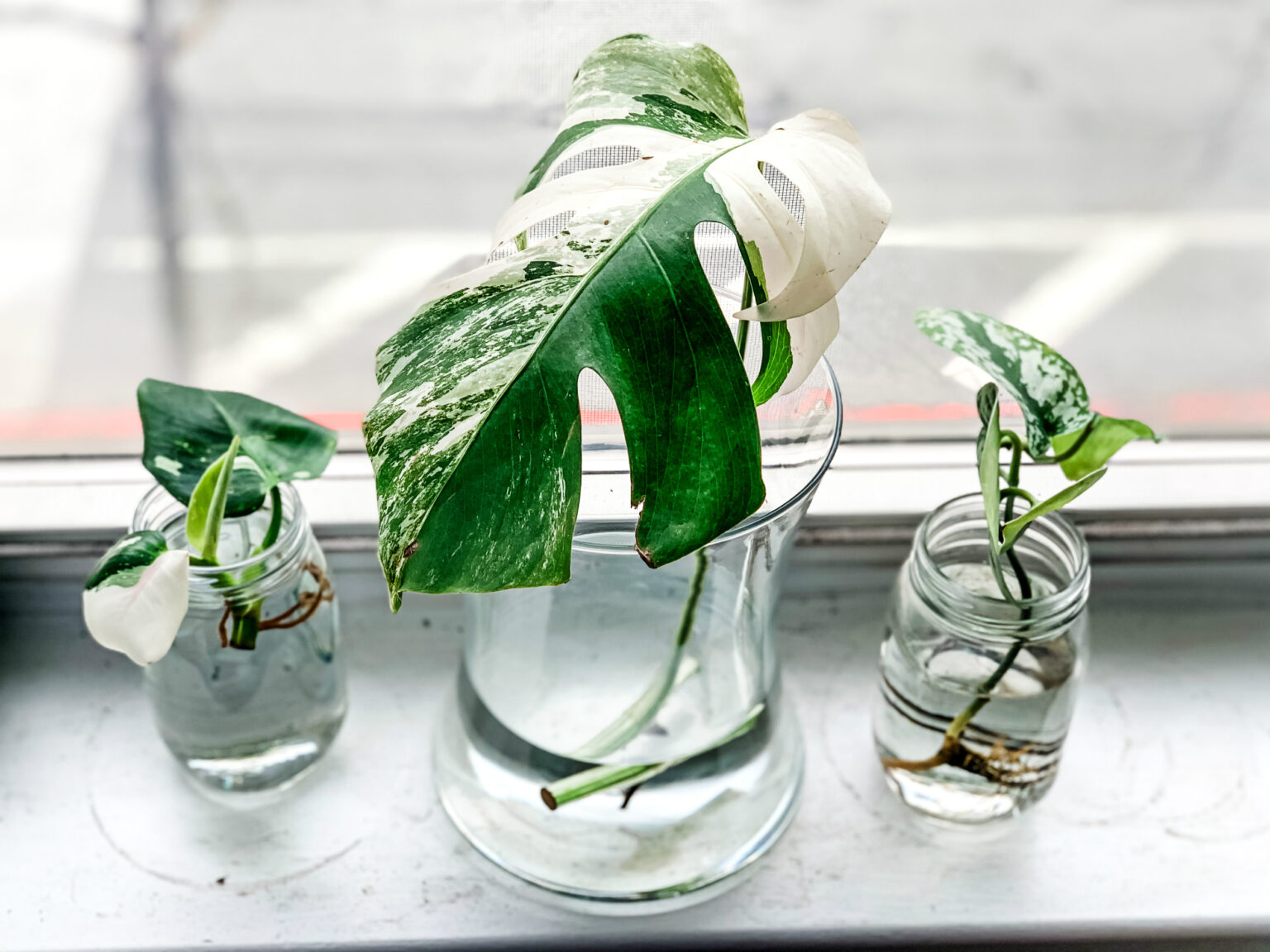 Beginner's Guide to Plant Propagation: Part One