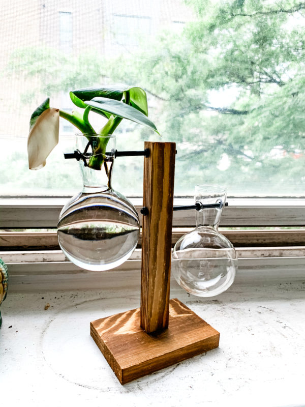 Beginner's Guide to Plant Propagation: Part One