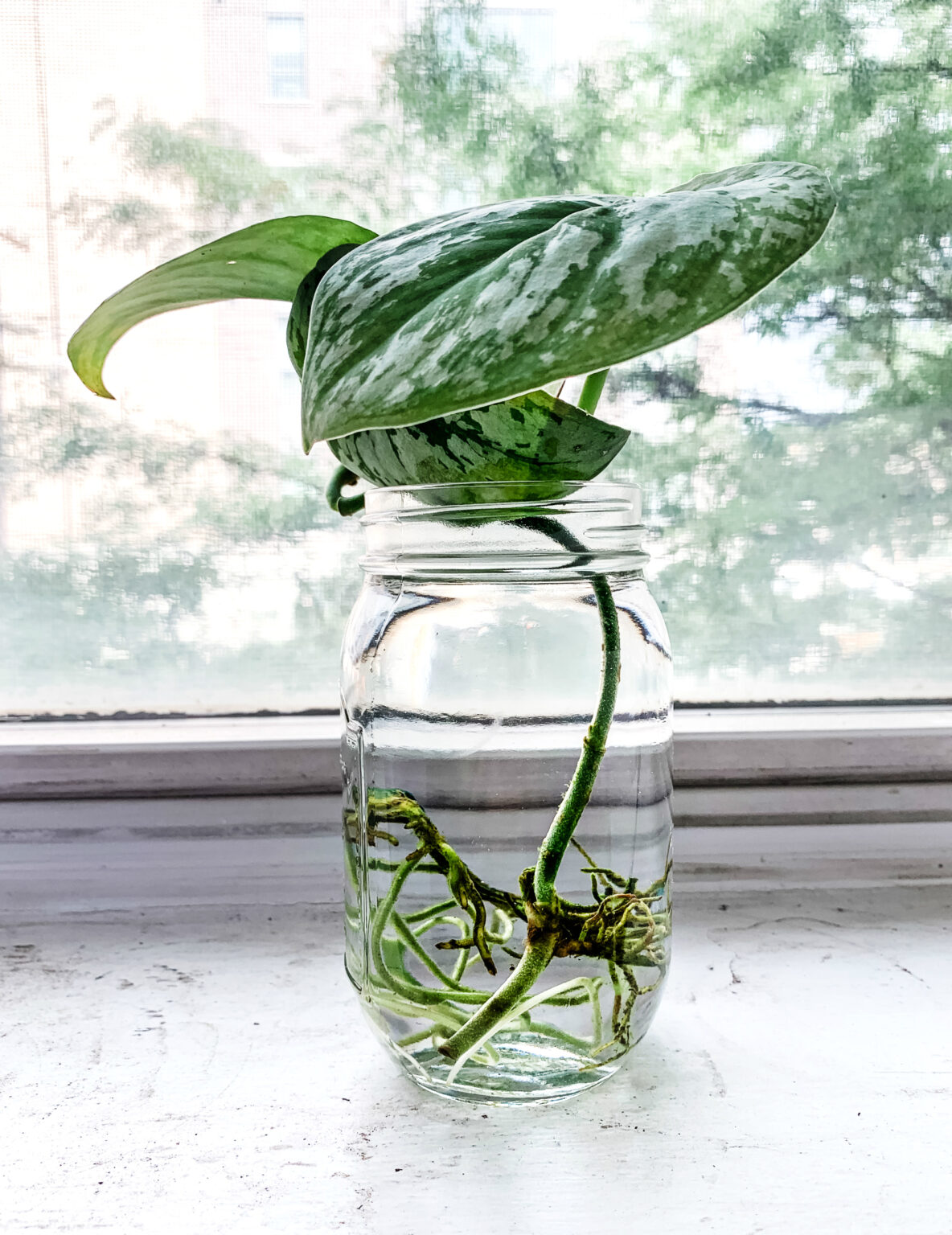 Beginner's Guide to Plant Propagation: Part One