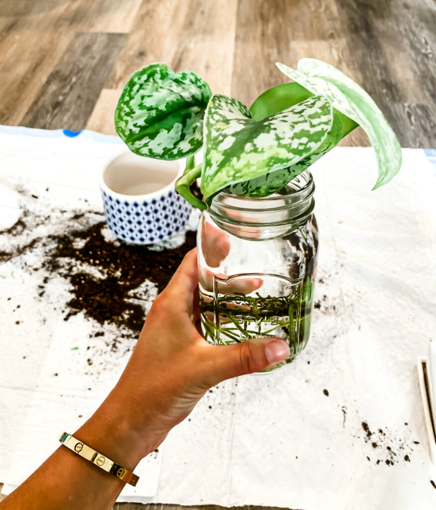 Beginner's Guide to Plant Propagation: Part One