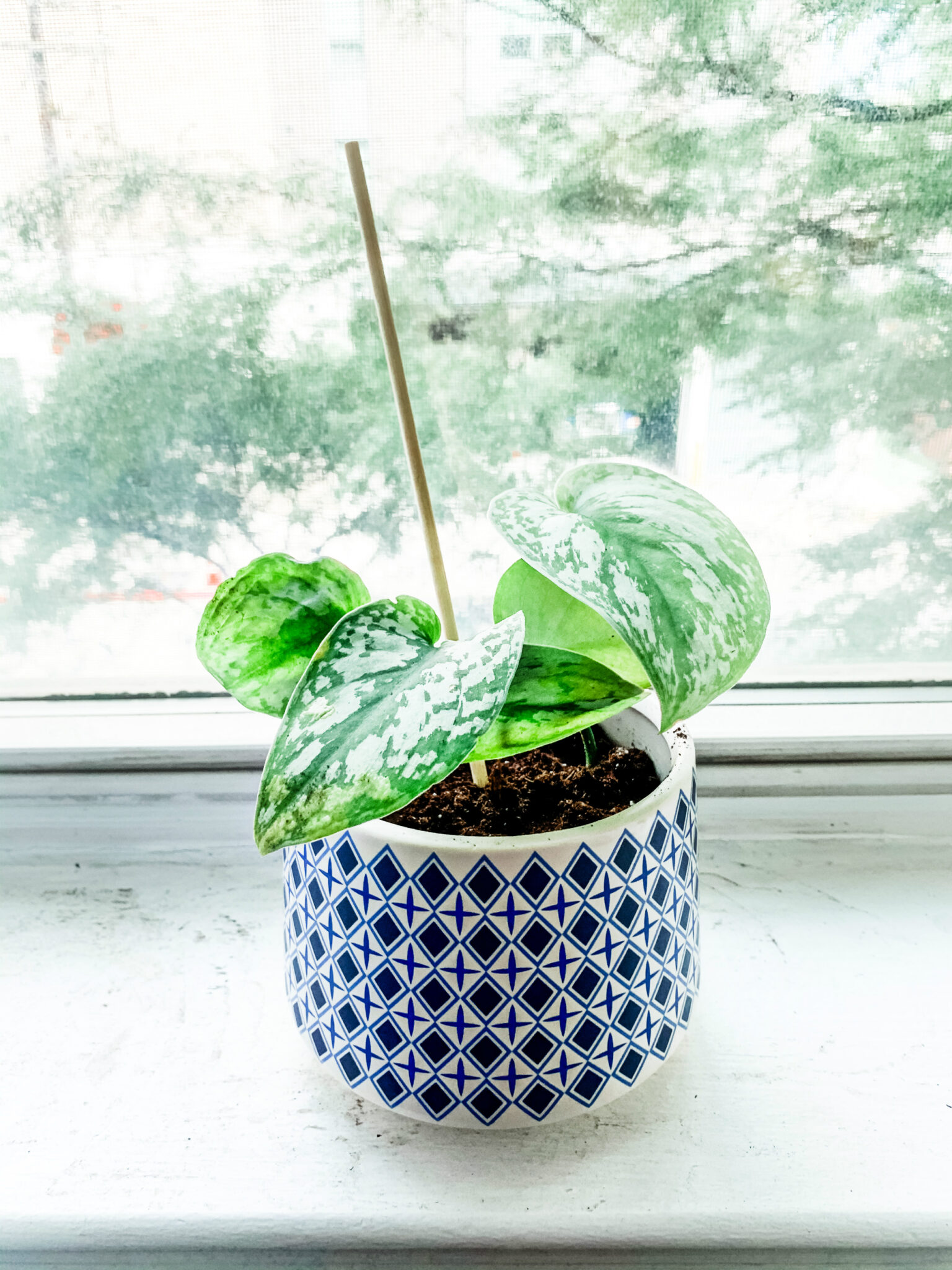 Beginner's Guide to Plant Propagation: Part One