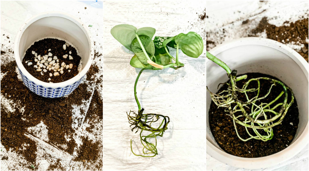 Beginner's Guide to Plant Propagation: Part One