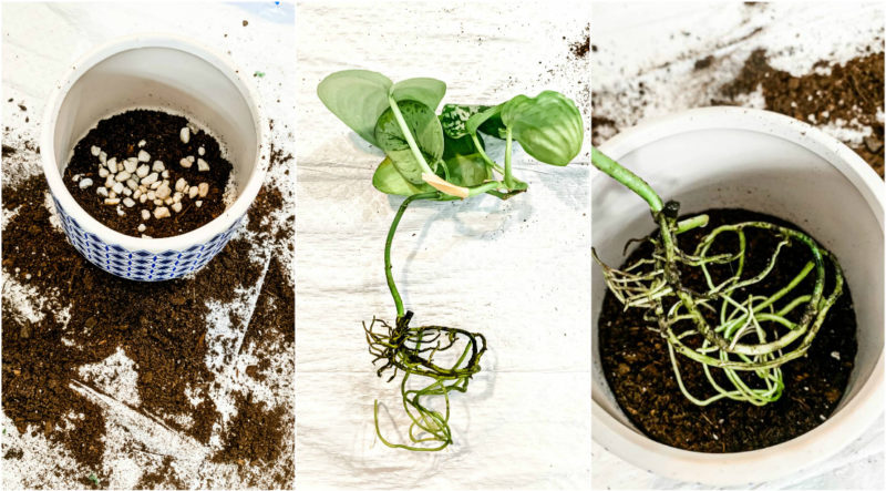 Beginner's Guide to Plant Propagation: Part One