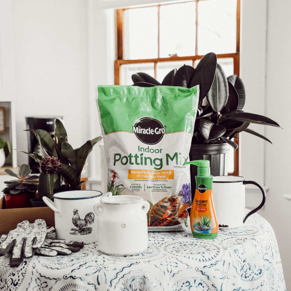 Bringing The Garden Indoors: How To Repot Your Plant With Less Mess!