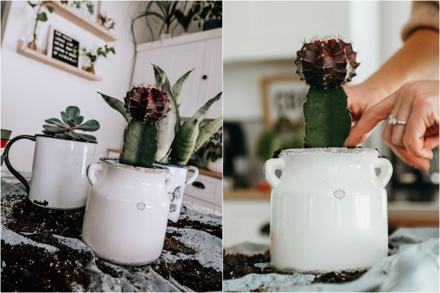 Repurposing Household Items Into Planters