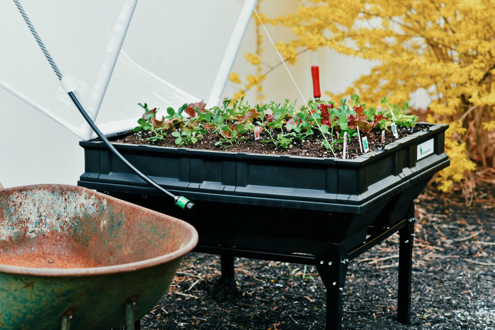 Growing Our Own Food With Vegepod