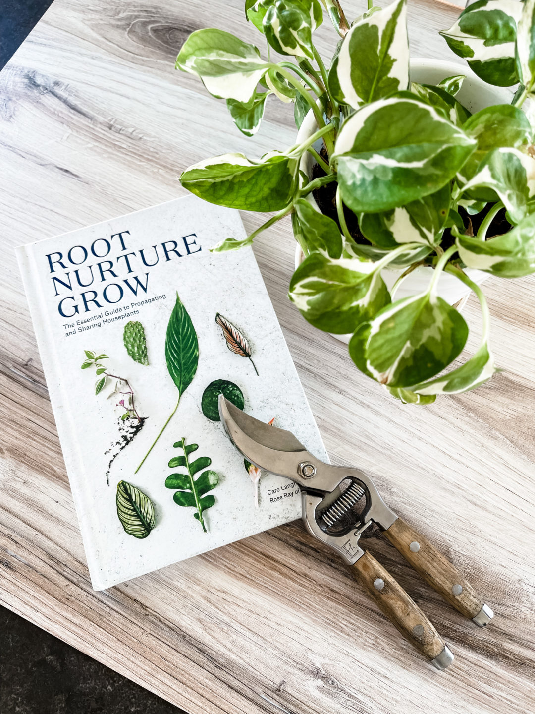 Beginner's Guide to Plant Propagation: Part Two