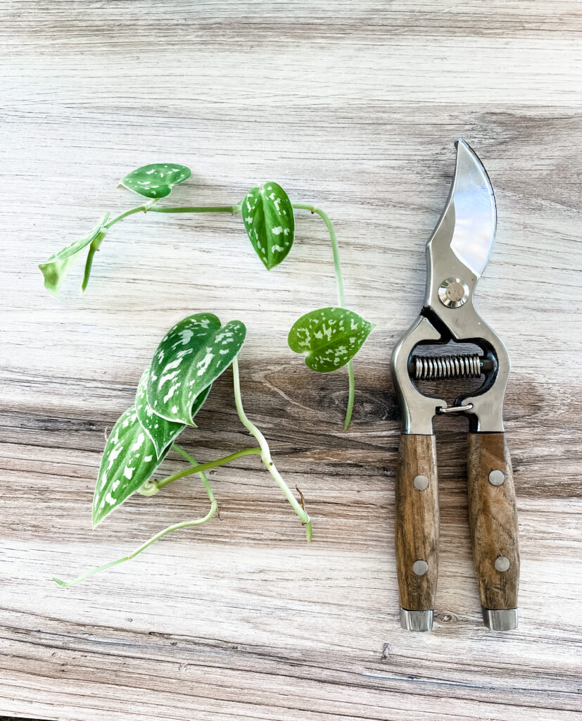 Beginner's Guide to Plant Propagation: Part Two