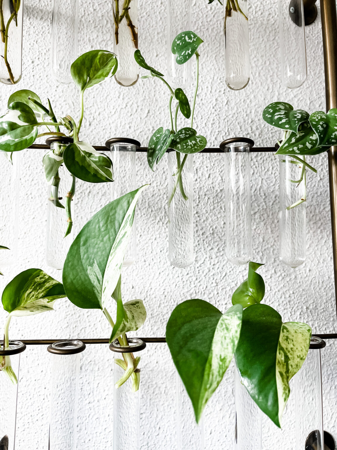 Beginner's Guide to Plant Propagation: Part Two