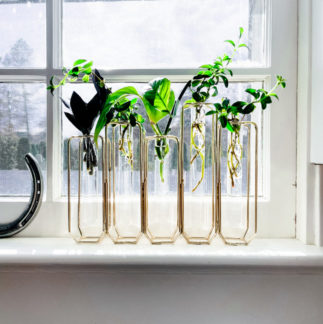 Beginner's Guide to Plant Propagation: Part Two