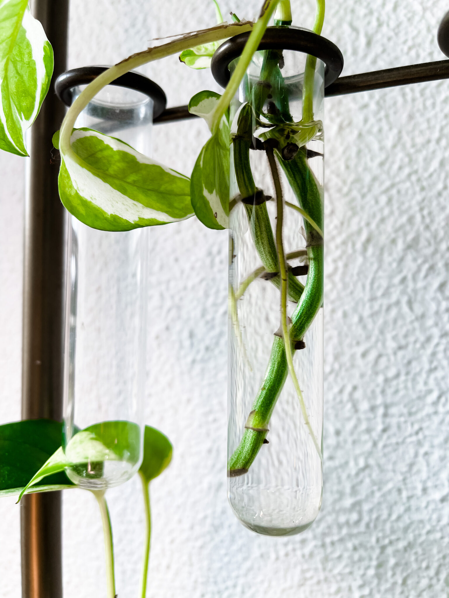 Beginner's Guide to Plant Propagation: Part Two