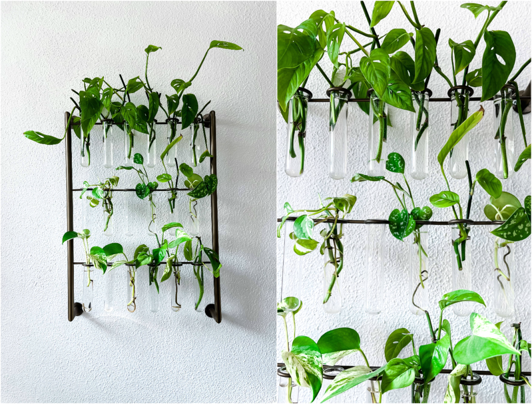 Beginner's Guide to Plant Propagation: Part Two