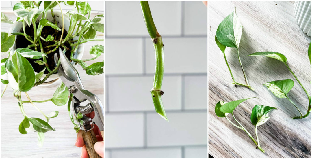 Beginner's Guide to Plant Propagation: Part Two