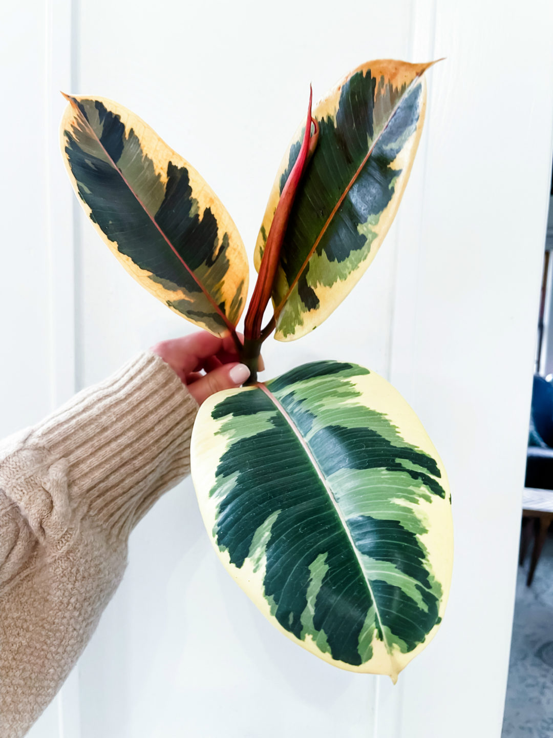 Beginner's Guide to Plant Propagation: Part Two