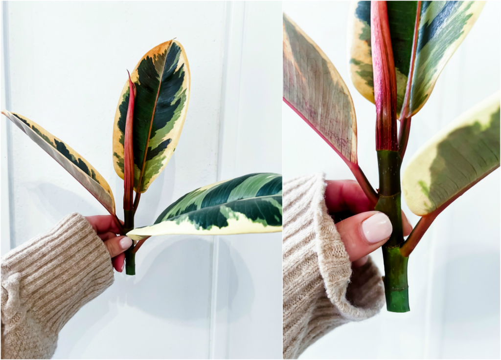 Beginner's Guide to Plant Propagation: Part Two